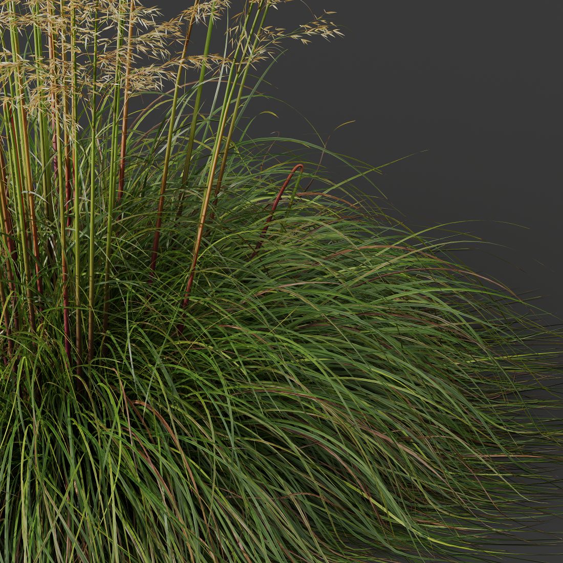 Plants Celtica Gigantea Stipa Golden Oats Version2 - 3D Model for VRay ...