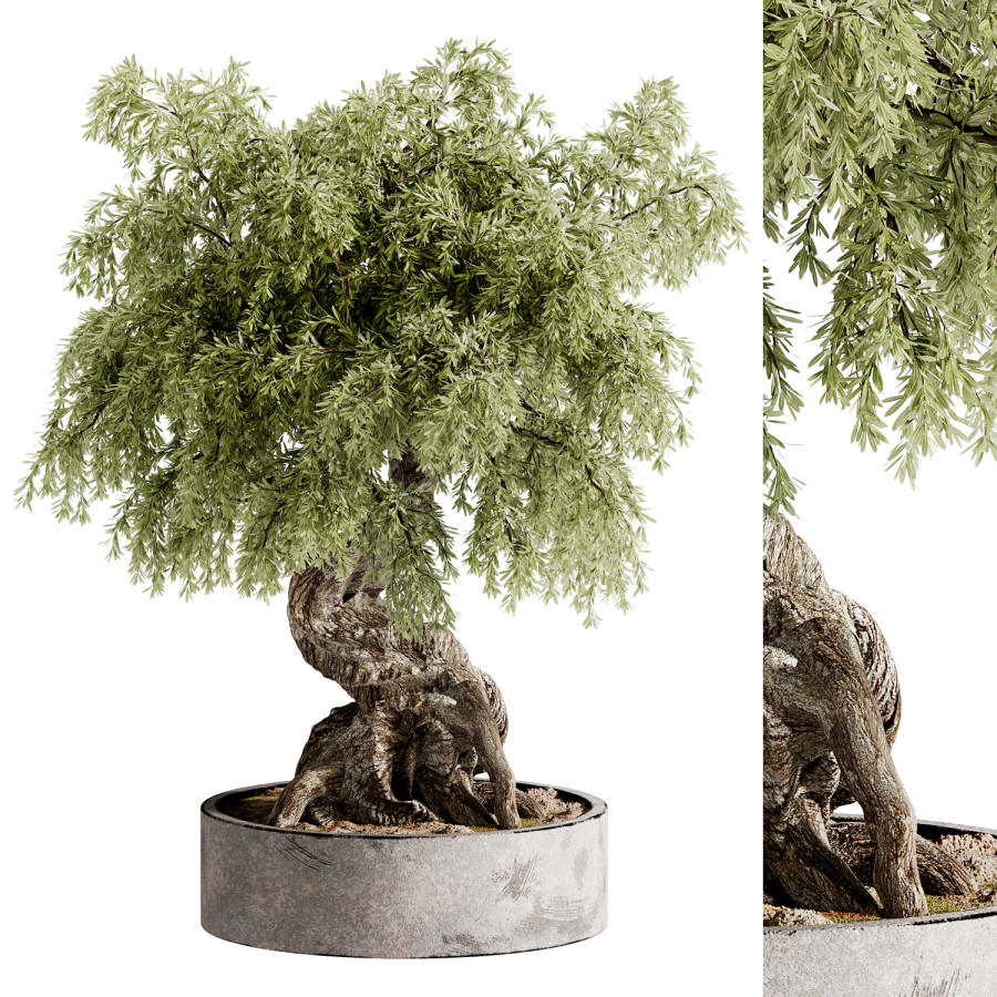 Indoor Bonsai Plants 34 - 3D Model for VRay, Corona
