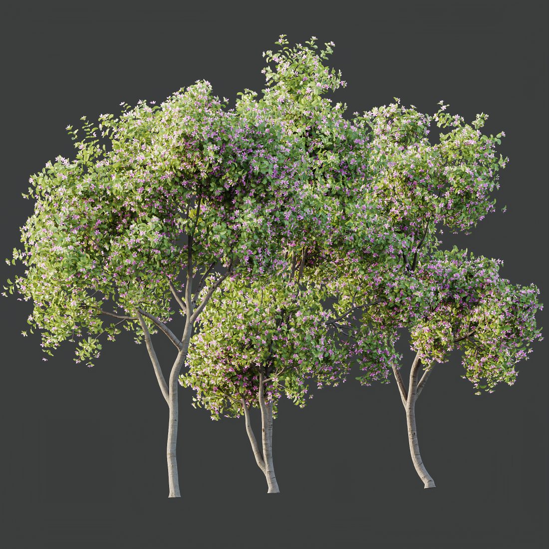 Orchid Geranium Bauhinia Purpurea Purple Tree 3D Model for VRay, Corona ...