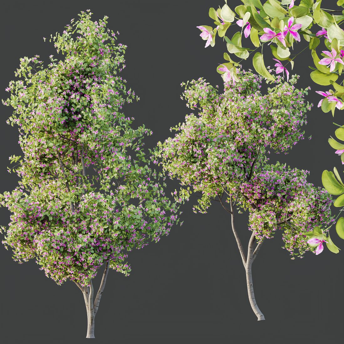 Orchid Geranium Bauhinia Purpurea Purple Tree 3D Model for VRay, Corona ...