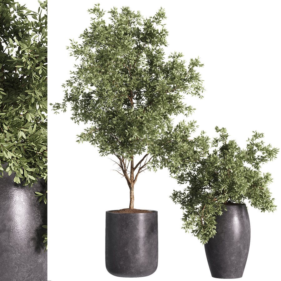 Indoor Plants - 32 Plants In Pot 3D Model for VRay, Corona | CGMood