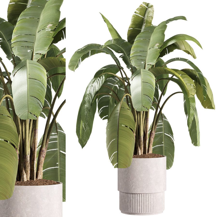 Indoor Plants - 39 Plant In Pot - 3D Model for Corona