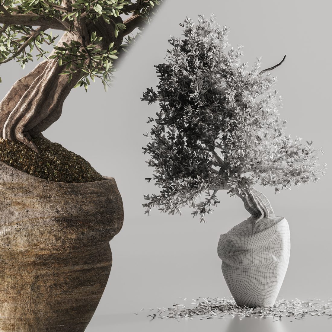 Bonsai And Indoor Plant 135 3D Model for VRay, Corona | CGMood