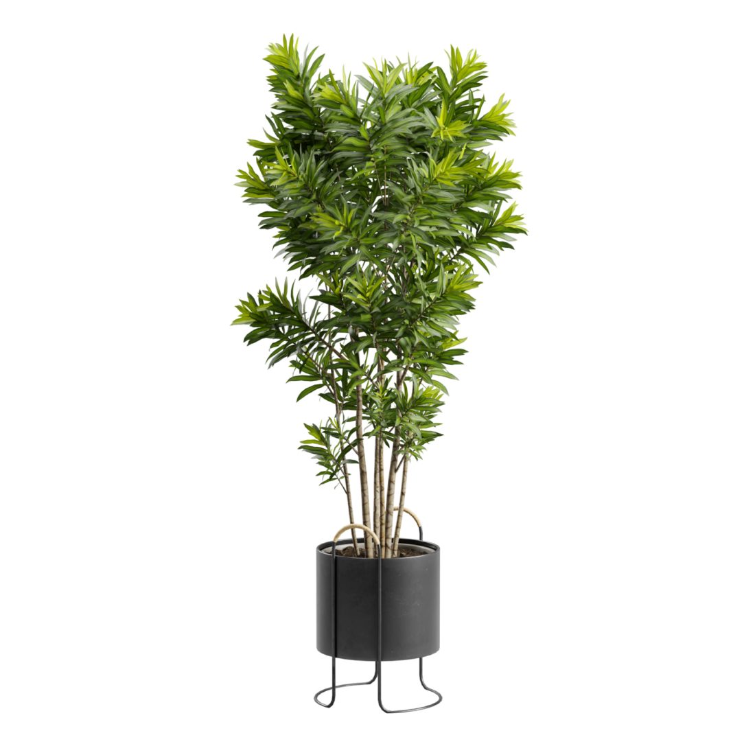 Dracaena Reflexa 3D Model for VRay, Corona | CGMood