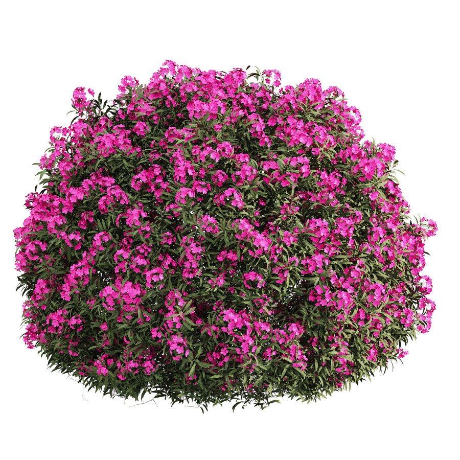 Ourdoor-plant - 3D Model for Corona