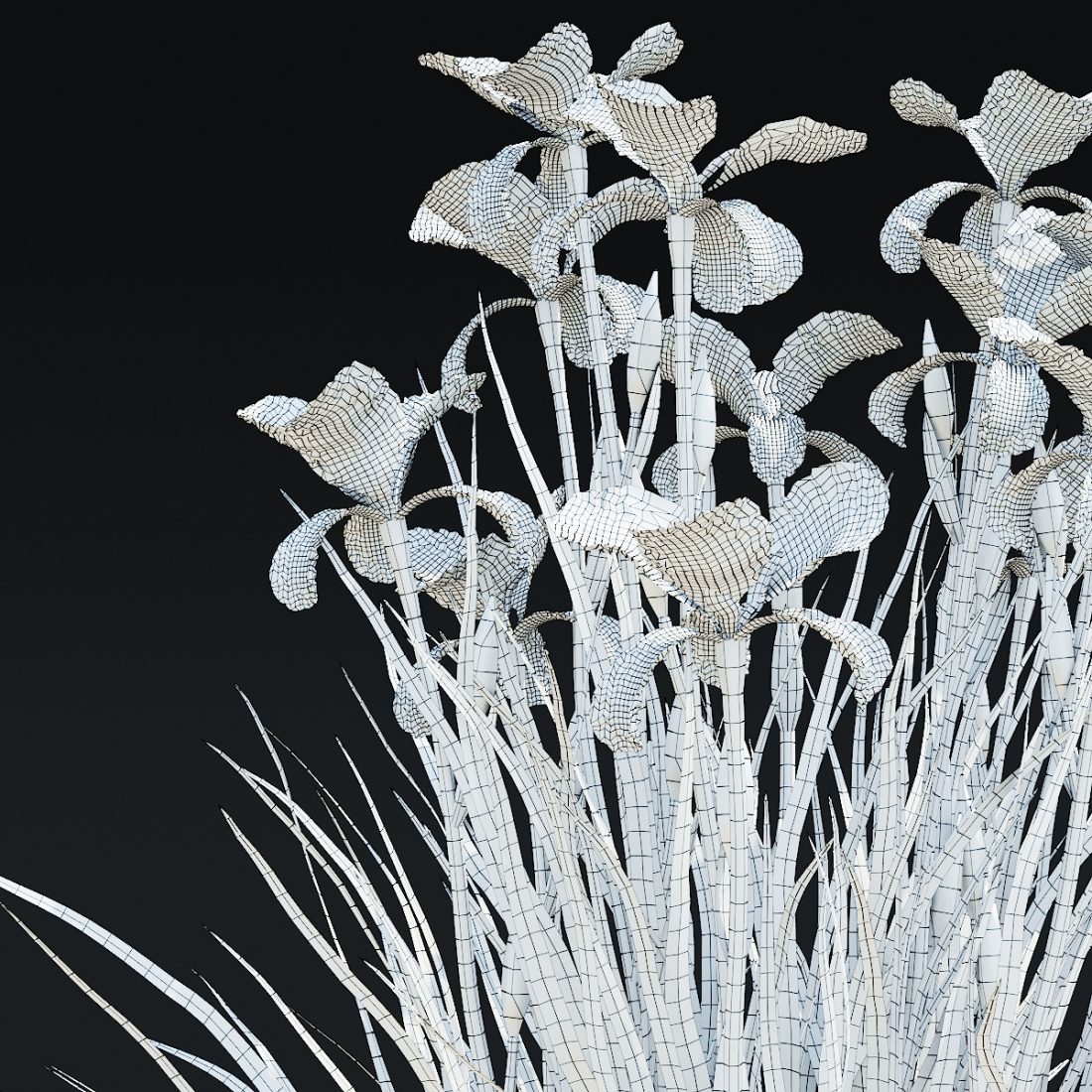 Iris Sibirica Flower 3D Model for VRay, Corona | CGMood
