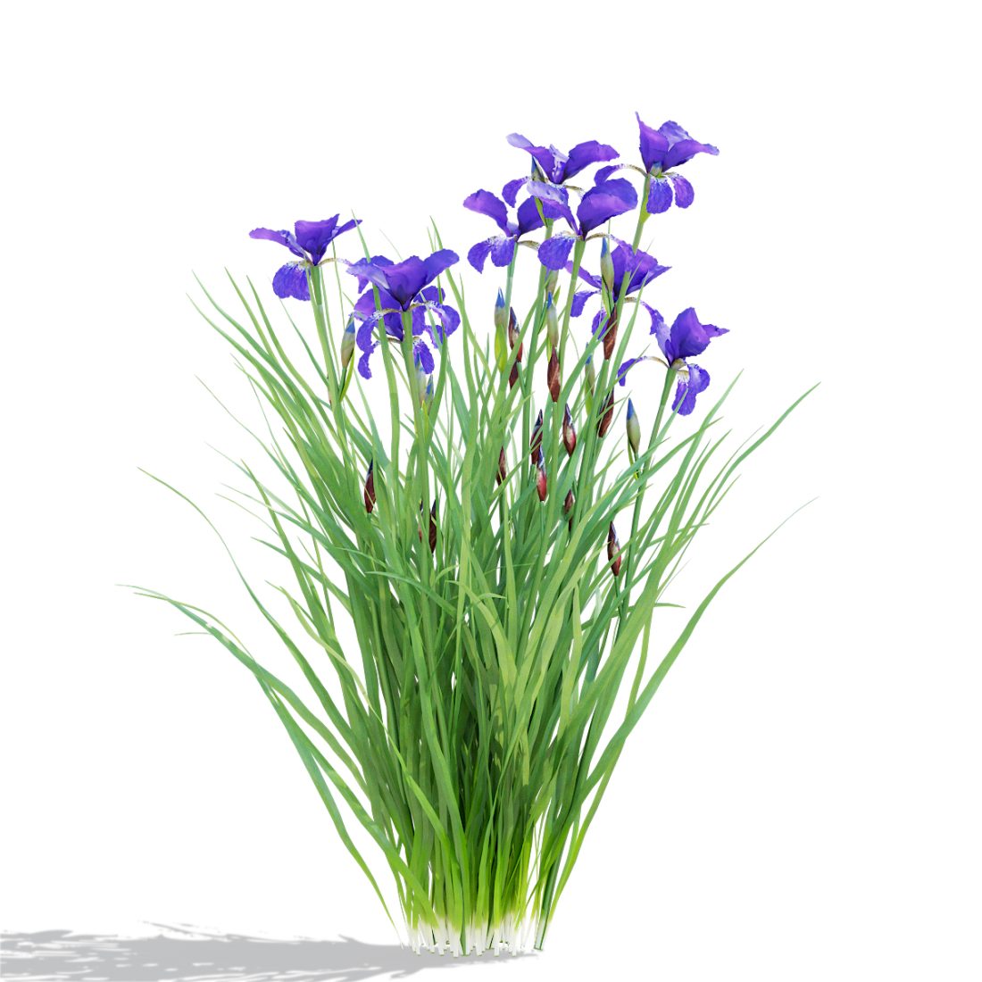 Iris Sibirica Flower 3D Model for VRay, Corona | CGMood