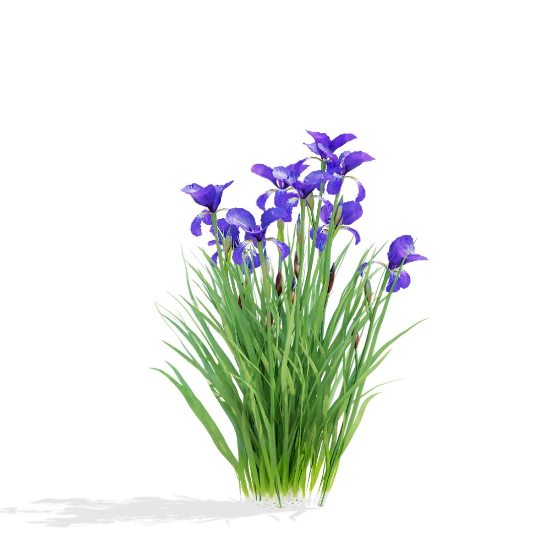 Iris Sibirica Flower 3D Model for VRay, Corona | CGMood