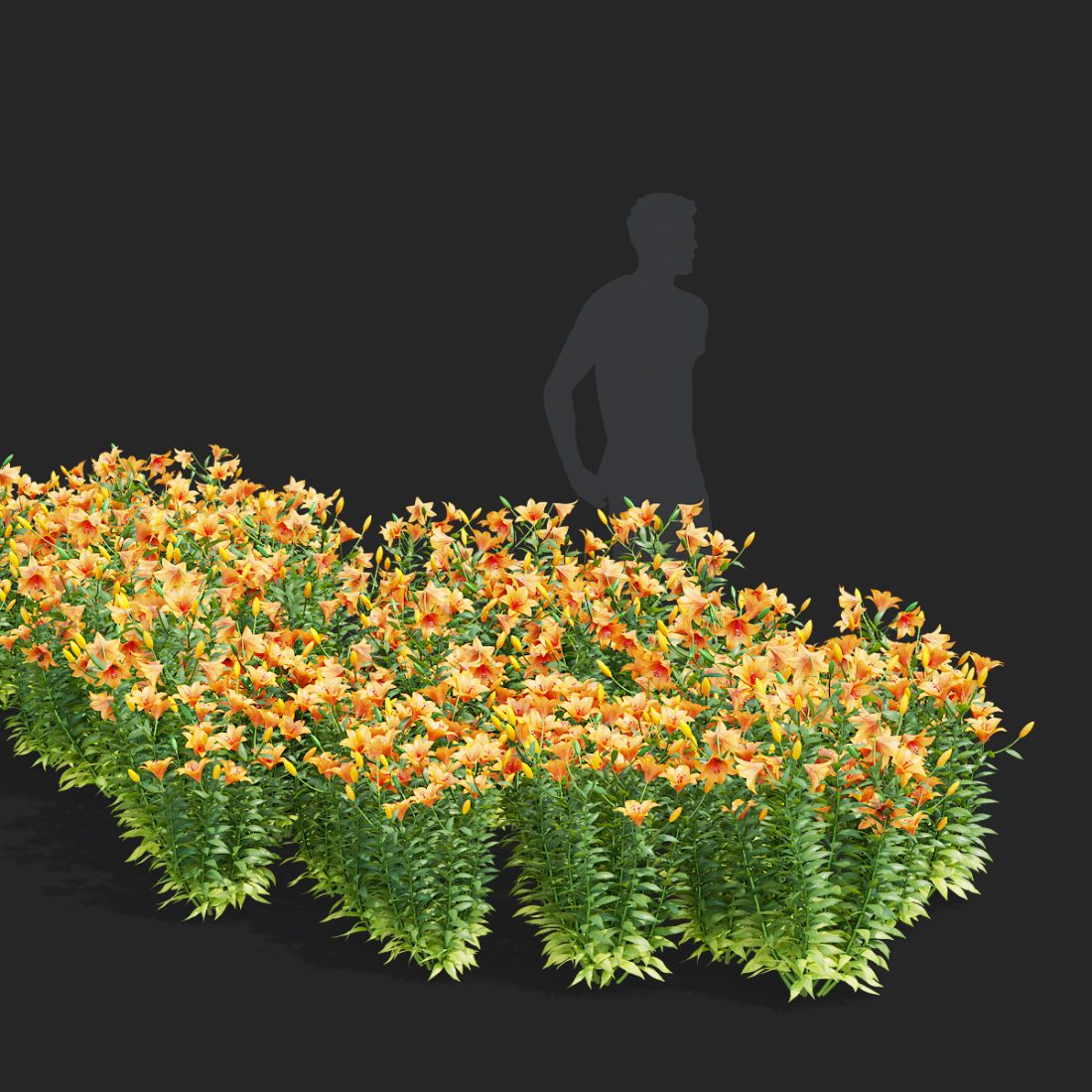 Lilium Flower 5 Colors 3D Model for VRay, Corona | CGMood