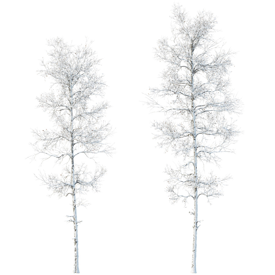 Av Plants Populus Tremuloides Winter Snow 3D Model for VRay, Corona ...