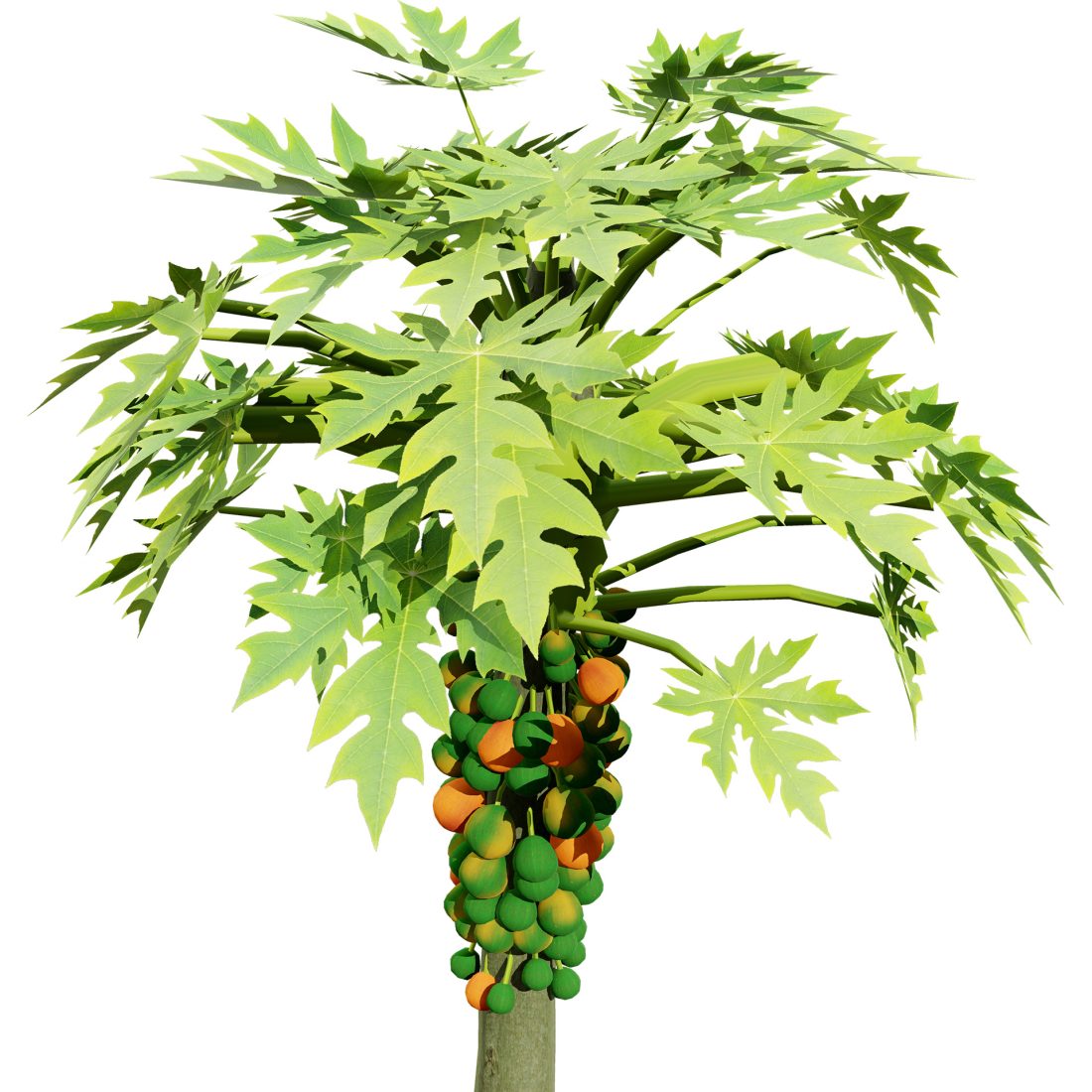 Papaya Tree 3d Model - 3D Model for VRay, Corona