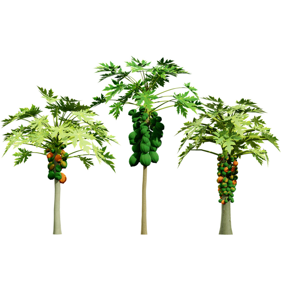 Papaya Tree 3d Model - 3D Model for VRay, Corona