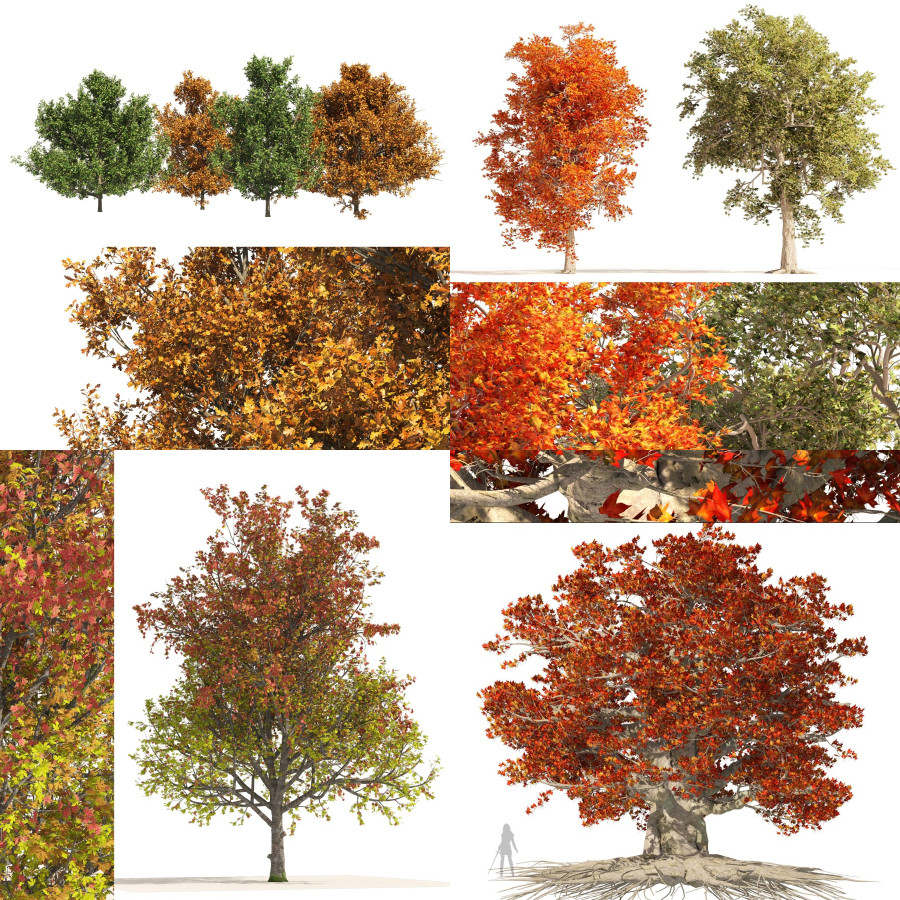 House Of Dragons Winterfell Tree 3D Model for VRay, Corona | CGMood