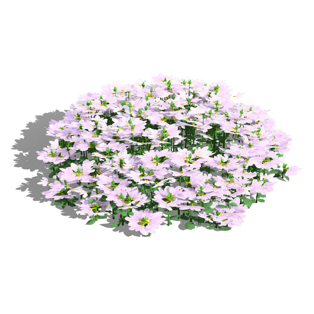 Autralian Purple Fanfare Flower 3D Model for VRay, Corona | CGMood