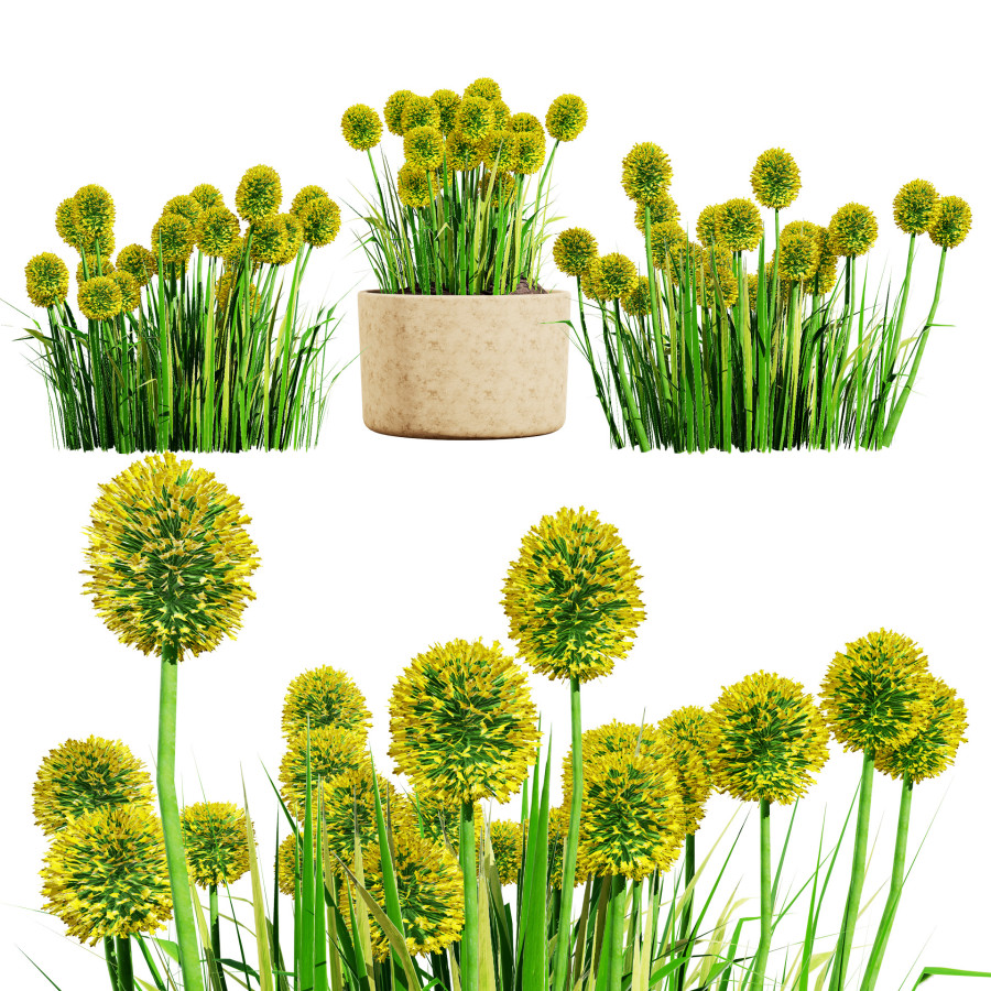 Australian Craspedia Globosa 'golf Beauty' Flowers 3D Model for VRay ...