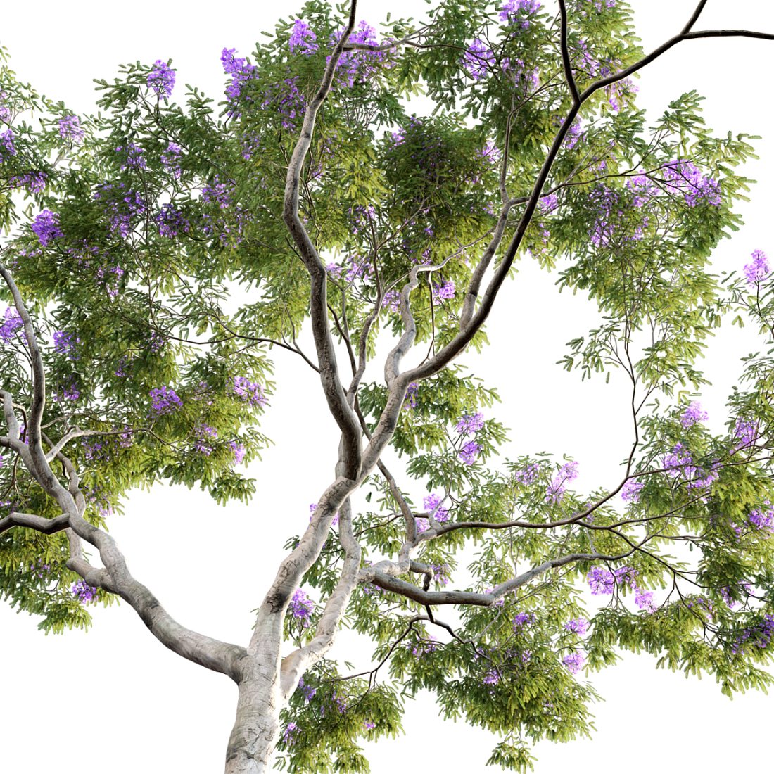 Jacaranda 3D Model for VRay, Corona | CGMood
