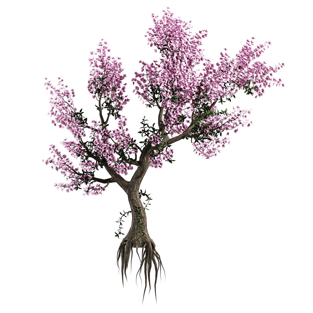 Spring Almond Tree 3D Model for Corona | CGMood