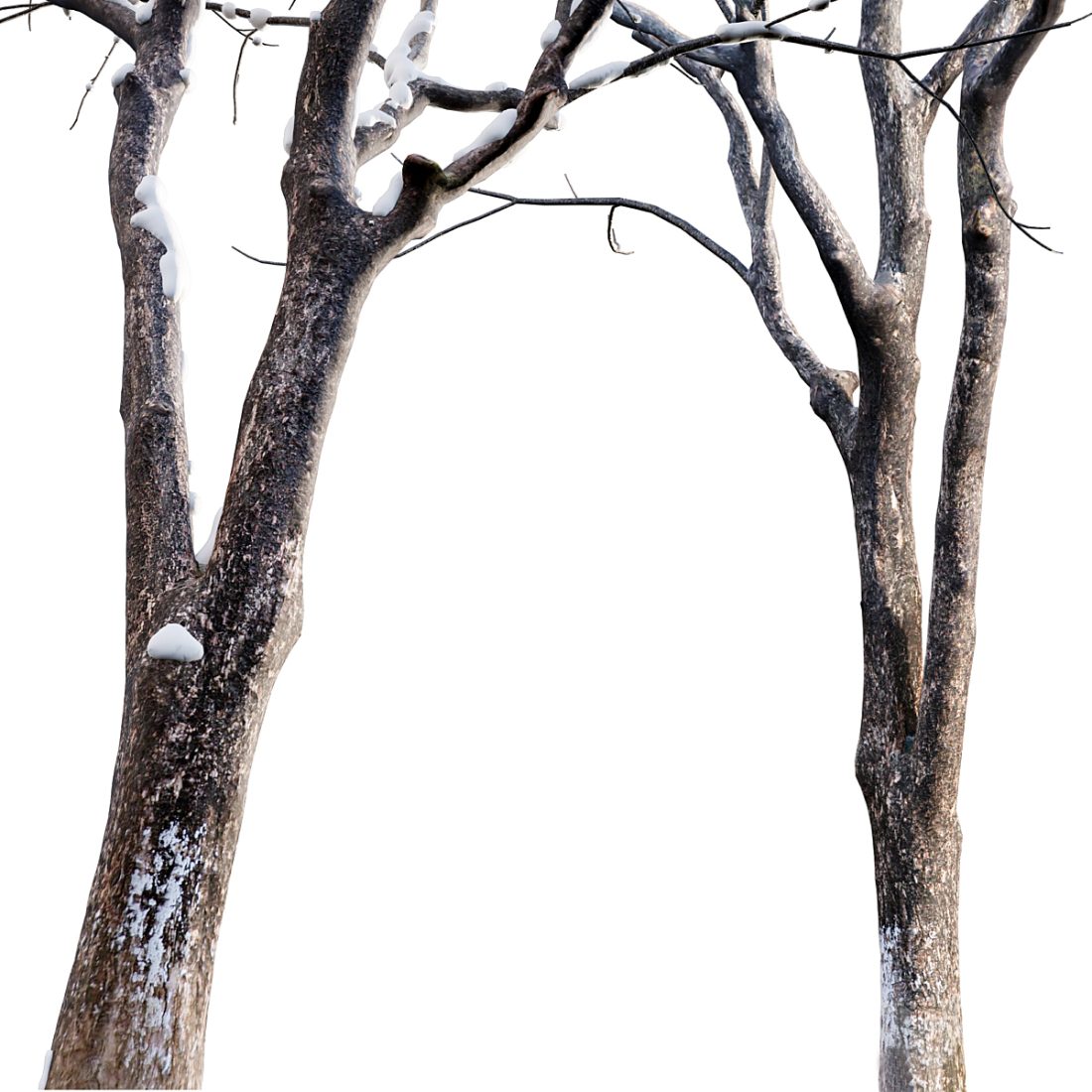 Juglans Regia - Common Walnut - Winter - Snow 3D Model for VRay, Corona ...