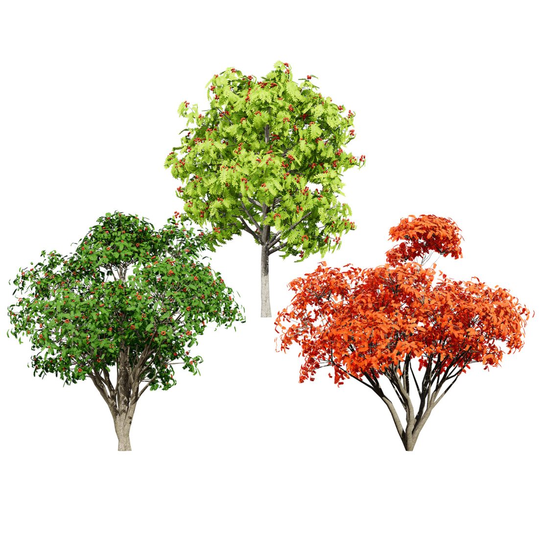 Flemish European Mountain Ash Fruit Tree - 3D Model for VRay, Corona