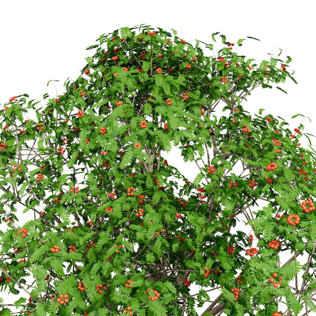 Flemish European Mountain Ash Fruit Tree - 3D Model for VRay, Corona