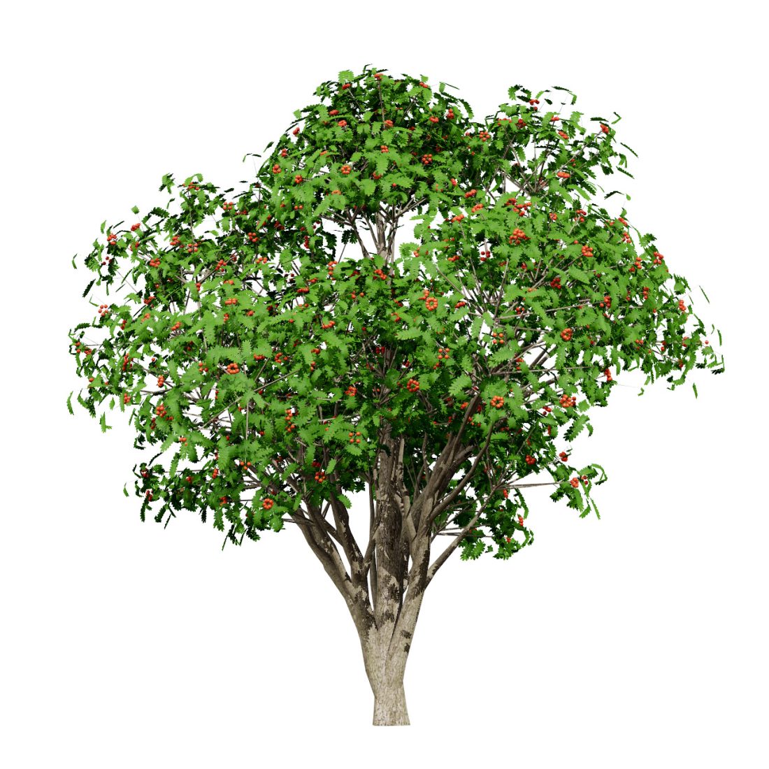 Flemish European Mountain Ash Fruit Tree - 3D Model for VRay, Corona