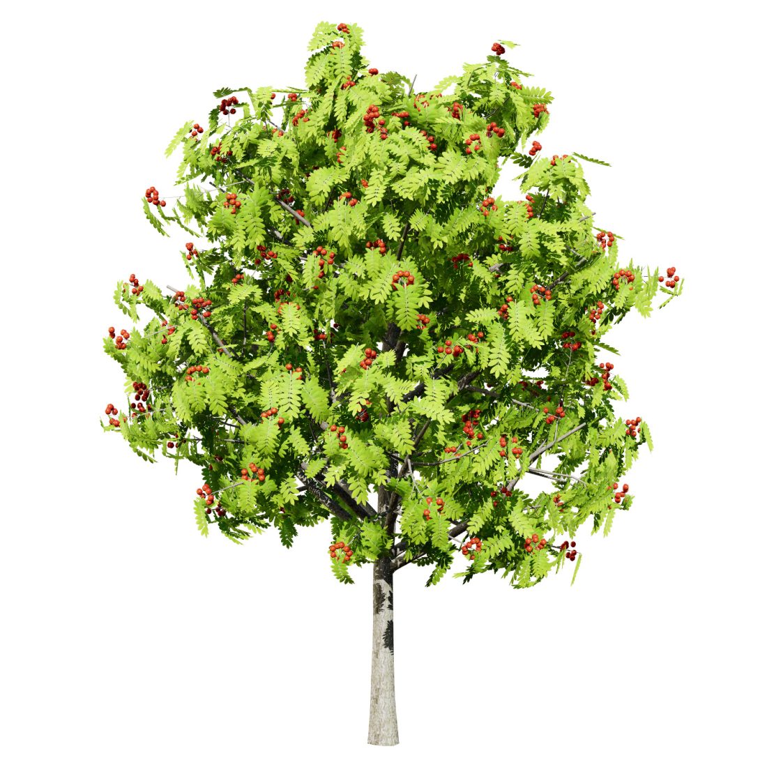 Flemish European Mountain Ash Fruit Tree - 3D Model for VRay, Corona