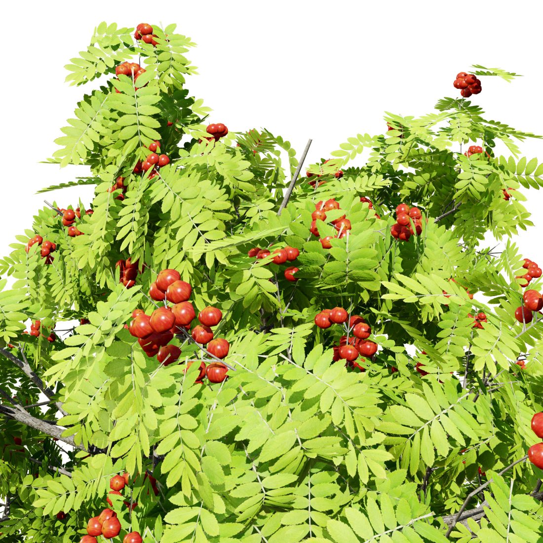 Flemish European Mountain Ash Fruit Tree - 3D Model for VRay, Corona