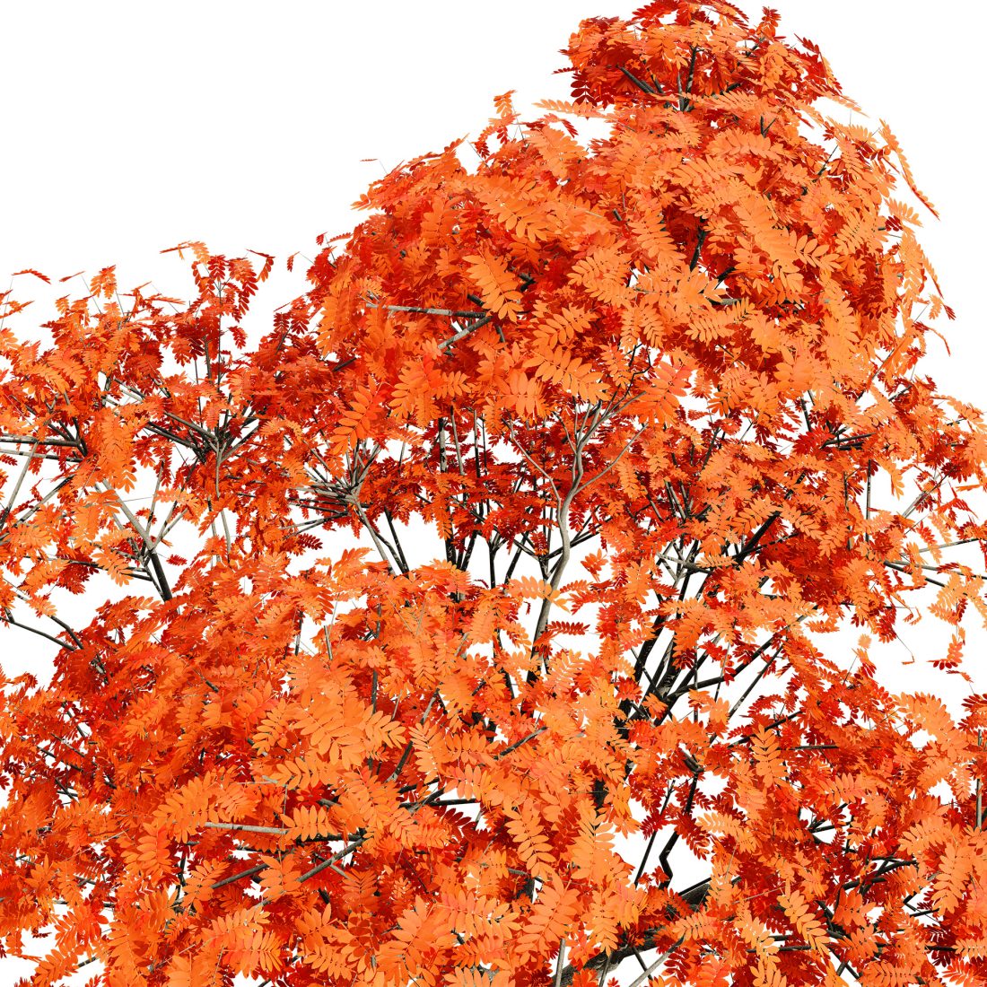 Flemish European Mountain Ash Fruit Tree - 3D Model for VRay, Corona