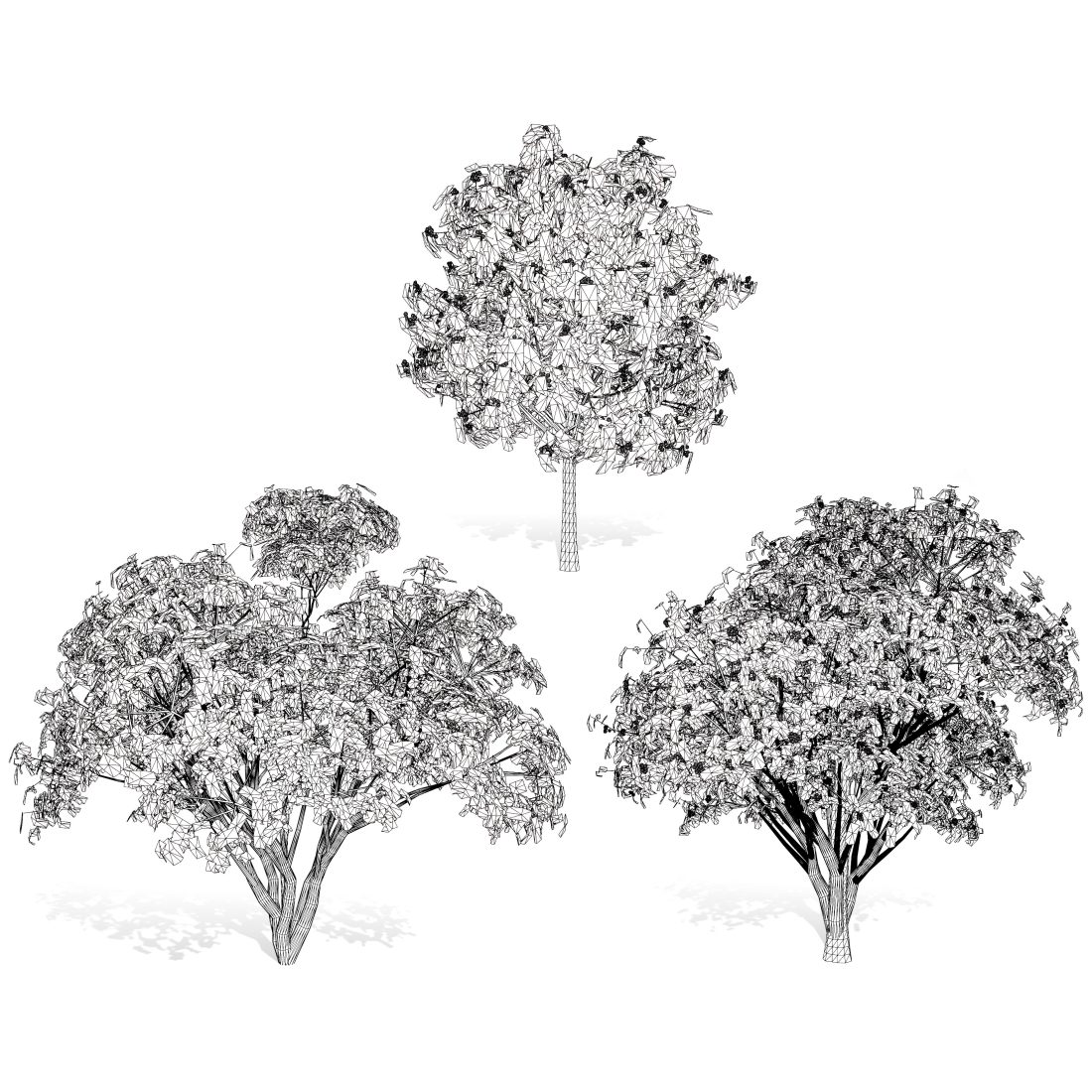 Flemish European Mountain Ash Fruit Tree - 3D Model for VRay, Corona