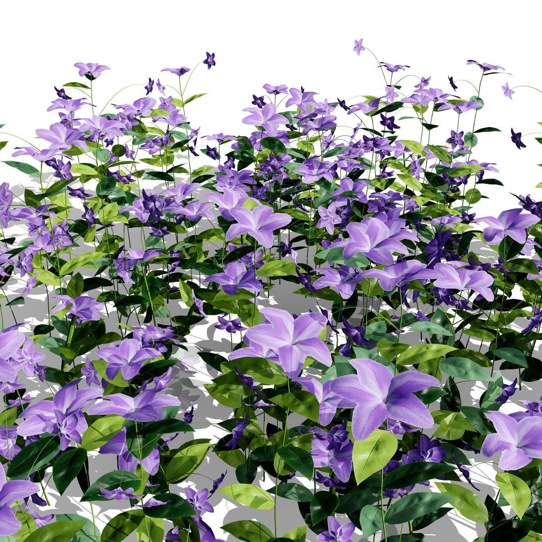 Vinca Minor Ground Cover 3d Model Pack - 3D Model for VRay, Corona