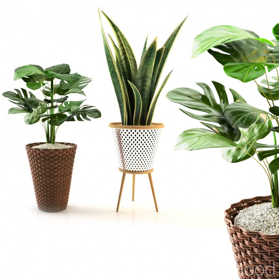 Plant Collection 02 - 3D Model for VRay, Corona