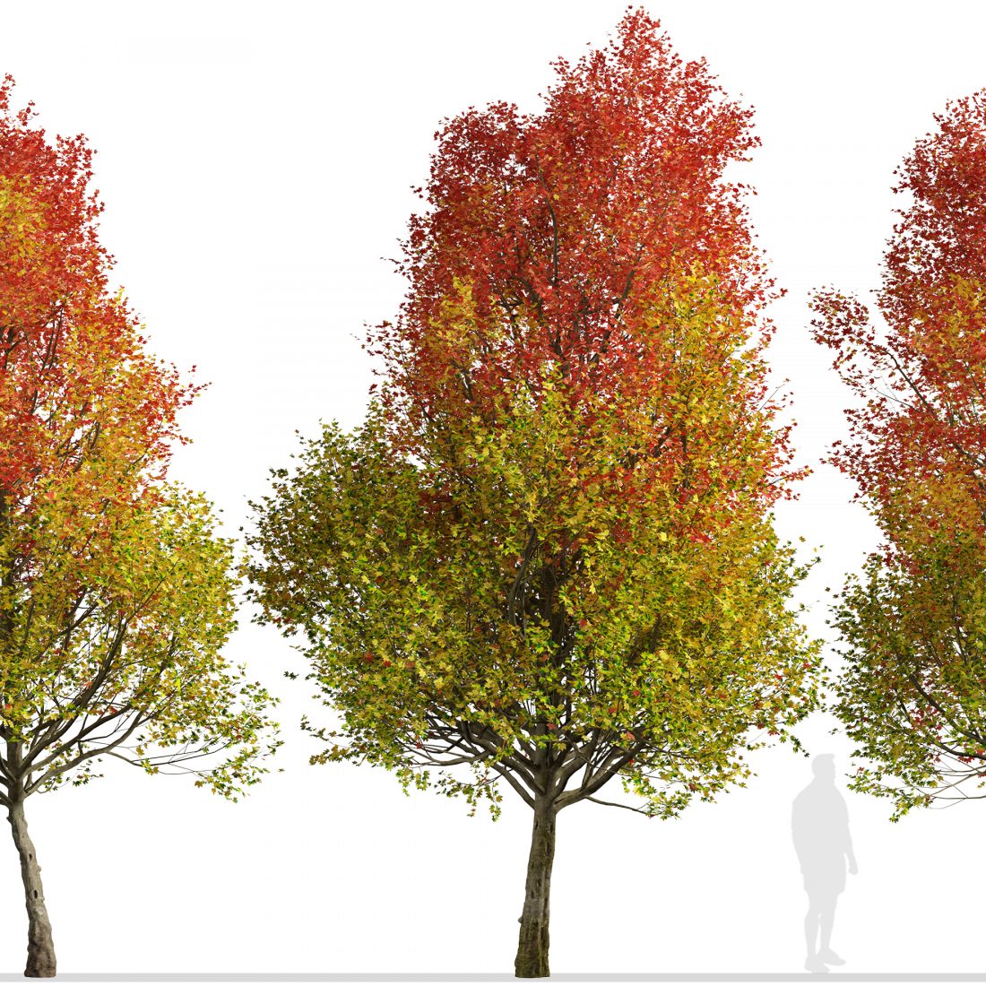 Set Of Freeman Maple Trees (Acer Freemanii) - 3D Model for VRay