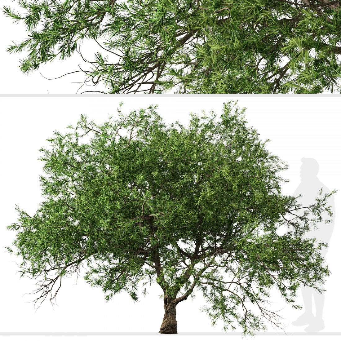 Set Of Larix Kaempferi Trees (Japanese Larch) 3D Model for VRay | CGMood