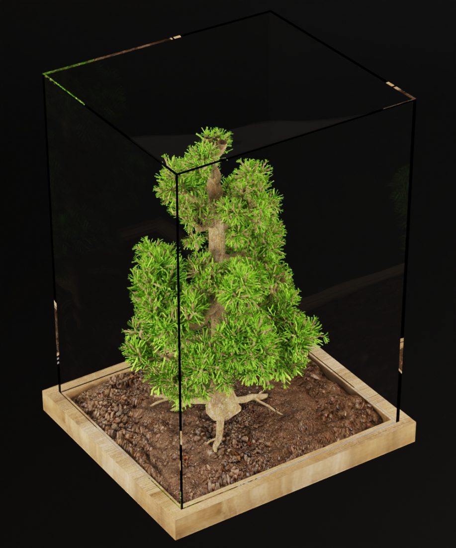 Plant Glass Box - 3D Model for VRay, Corona