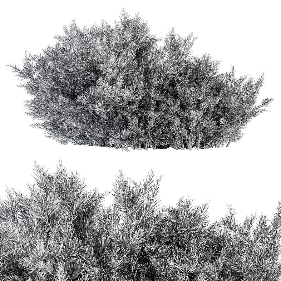 Needle Leaf Bush - Bush Set 26 3D Model for VRay, Corona | CGMood
