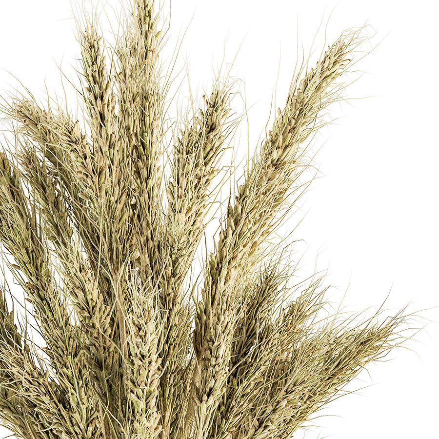 Dry Plants 74 - Dried Wheat - 3D Model for VRay, Corona