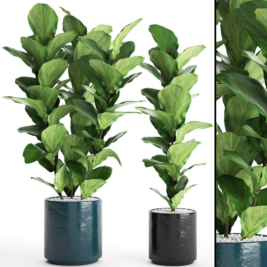 Office Plants, Bushes, Ficus Lyrata, Indoor, Inter - 3D Model for VRay