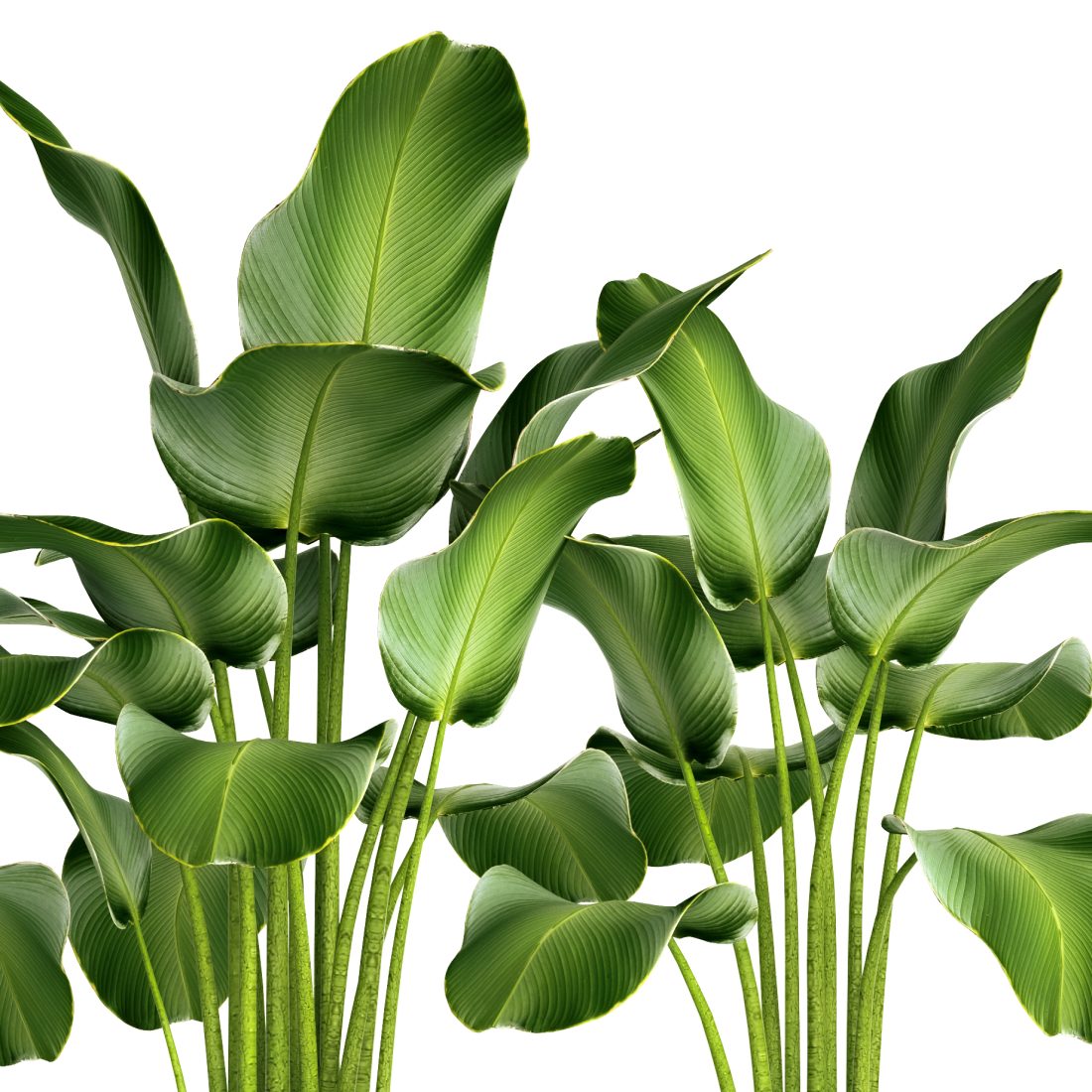 Calathea Lutea, Bushes, Exotic, Flower, Concrete - 3D Model for VRay
