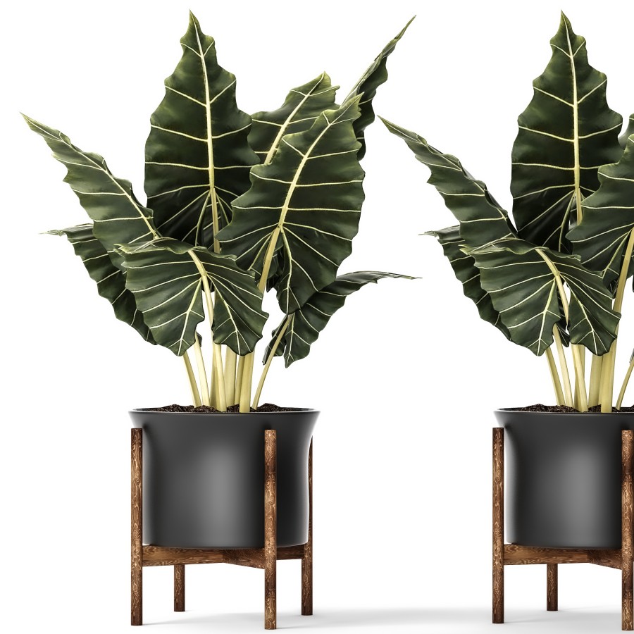Bush, Flowerpot, Interior, Room, Loft, Alocasia - 3D Model for VRay