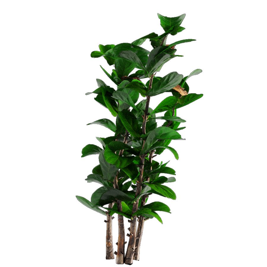 Ficus Pandurata - Fiddle-leaf 3D Model for Corona | CGMood