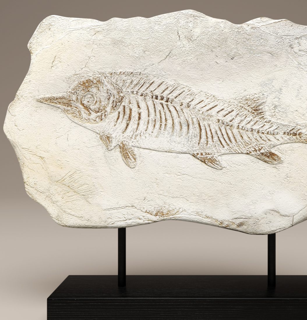 Fossil, Figurine, Fish, Decor - 3D Model for VRay