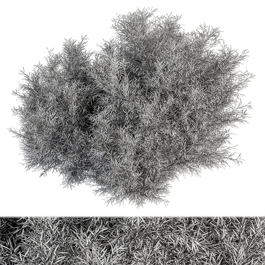 Needle Leaf Bush - Bush Set 32 - 3D Model for VRay, Corona