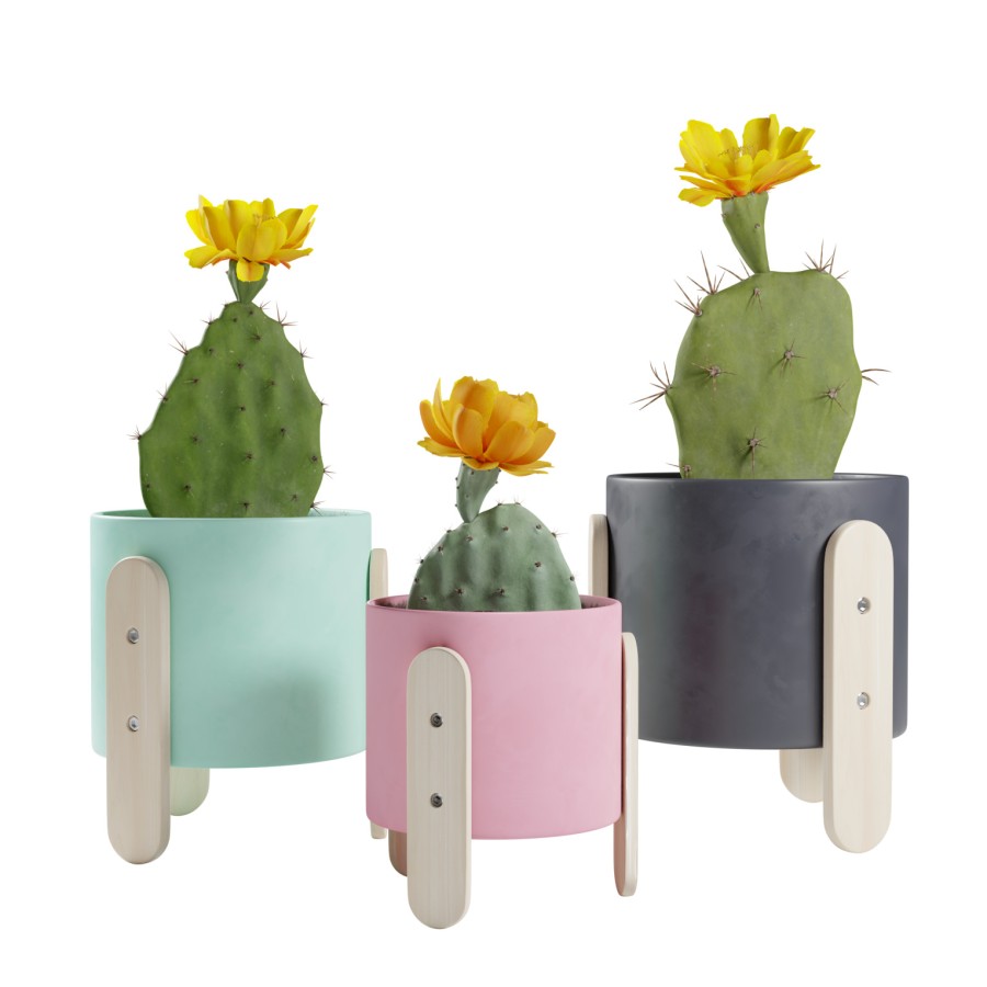 Opuntia Cactus Pot - 3D Model for