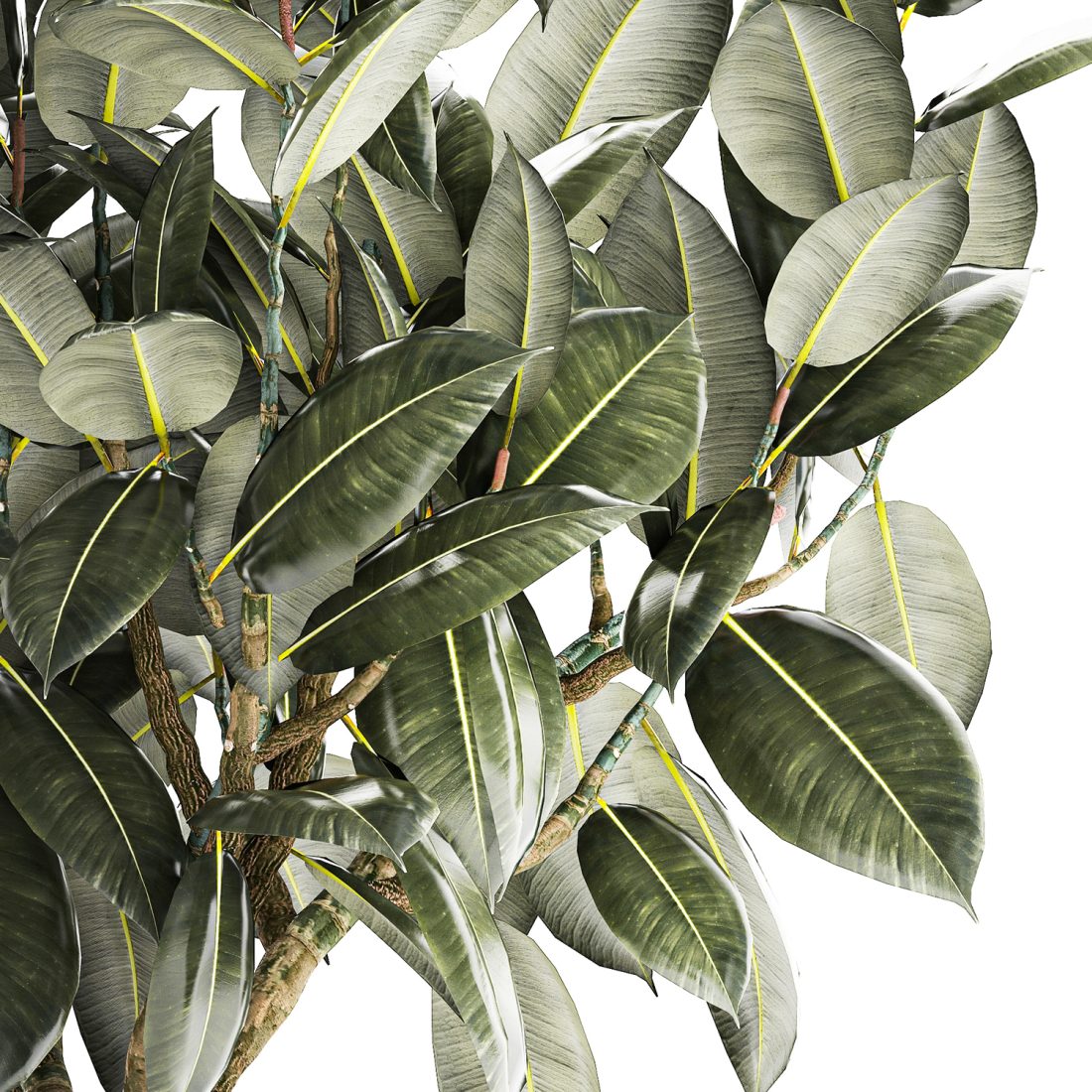 Beautiful Ficus Elastica Tree In A Flower Pot - 3D Model for VRay