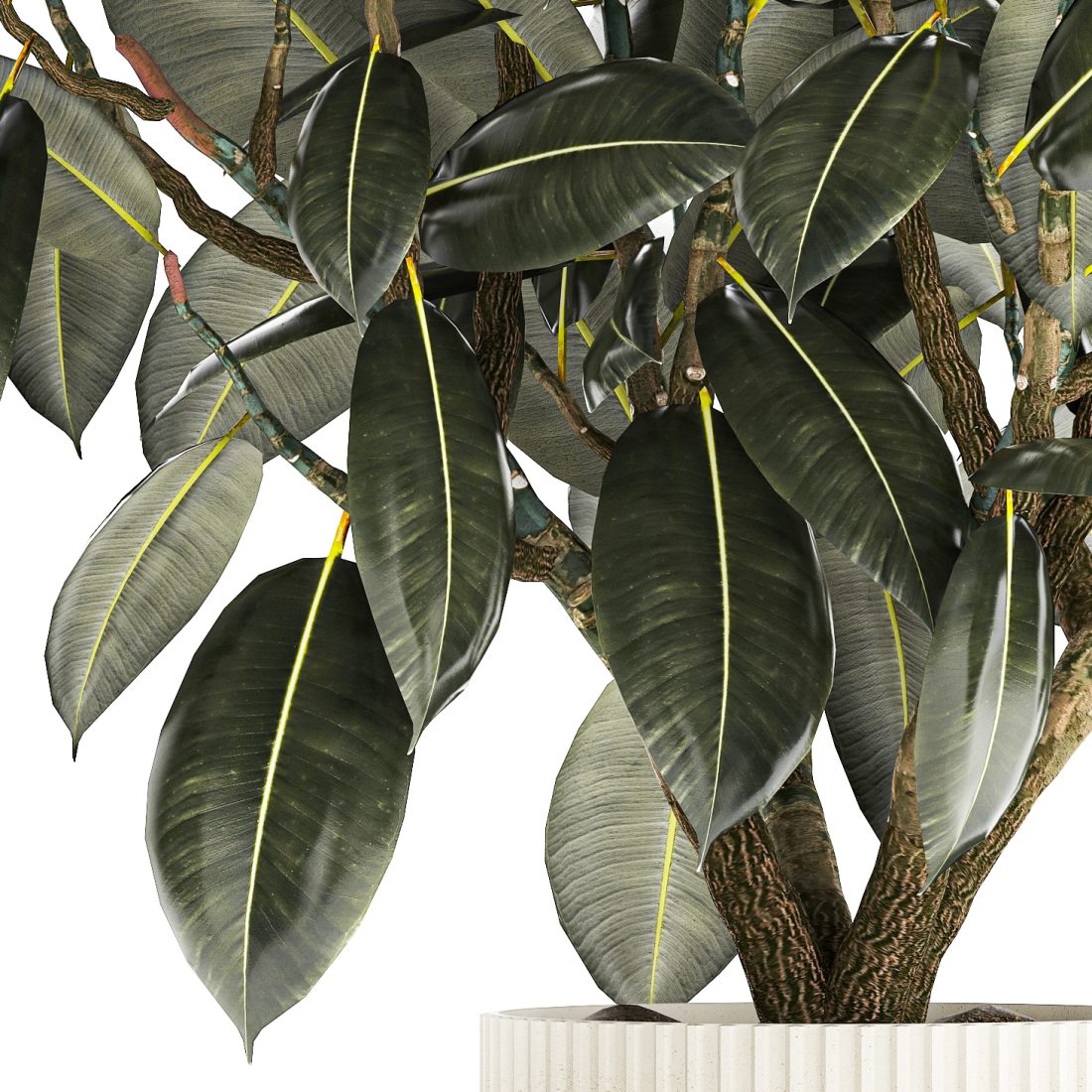 Beautiful Ficus Elastica Tree In A Flower Pot - 3D Model for VRay