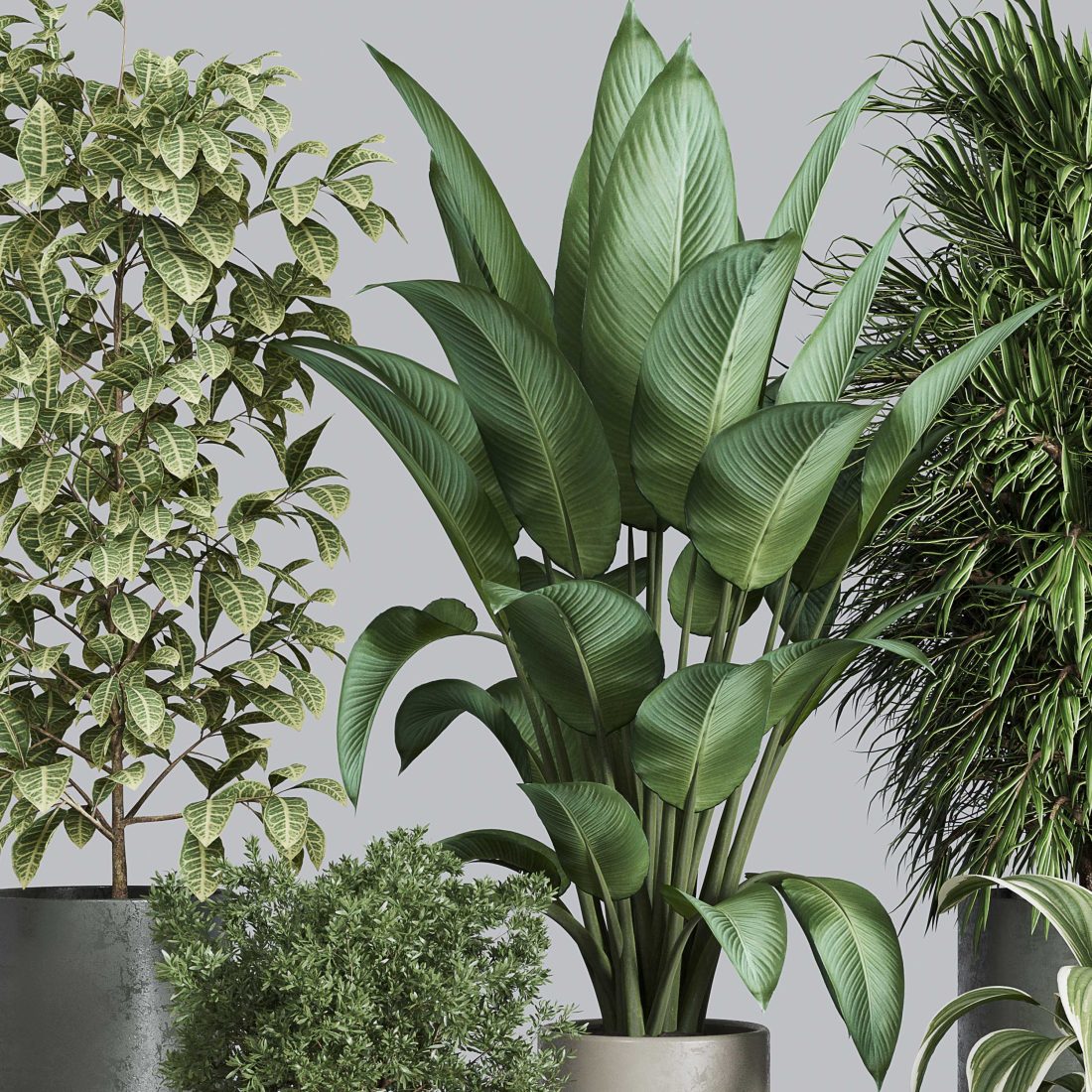 Indoor Plant Set 376 Plant Ficus Rubbery Tree Palm 3D Model for VRay ...
