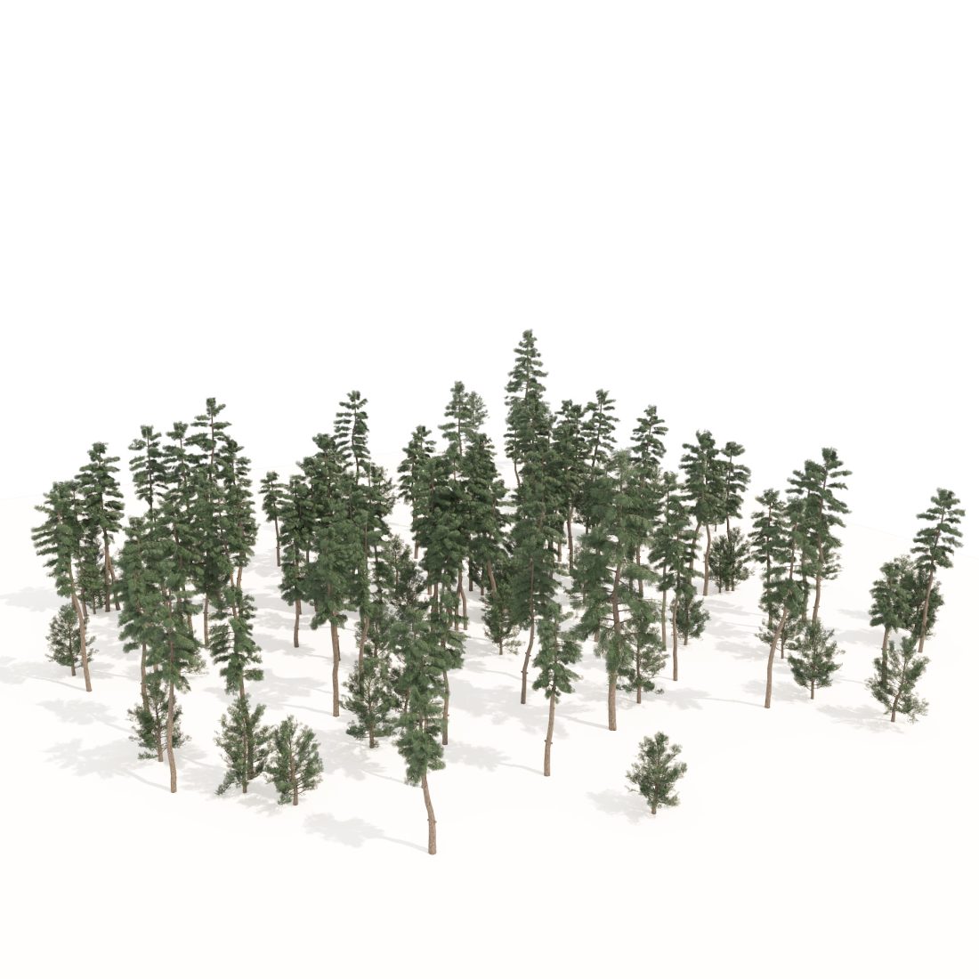 Evergreen Conifer Forest Trees - 3D Model for VRay, Corona