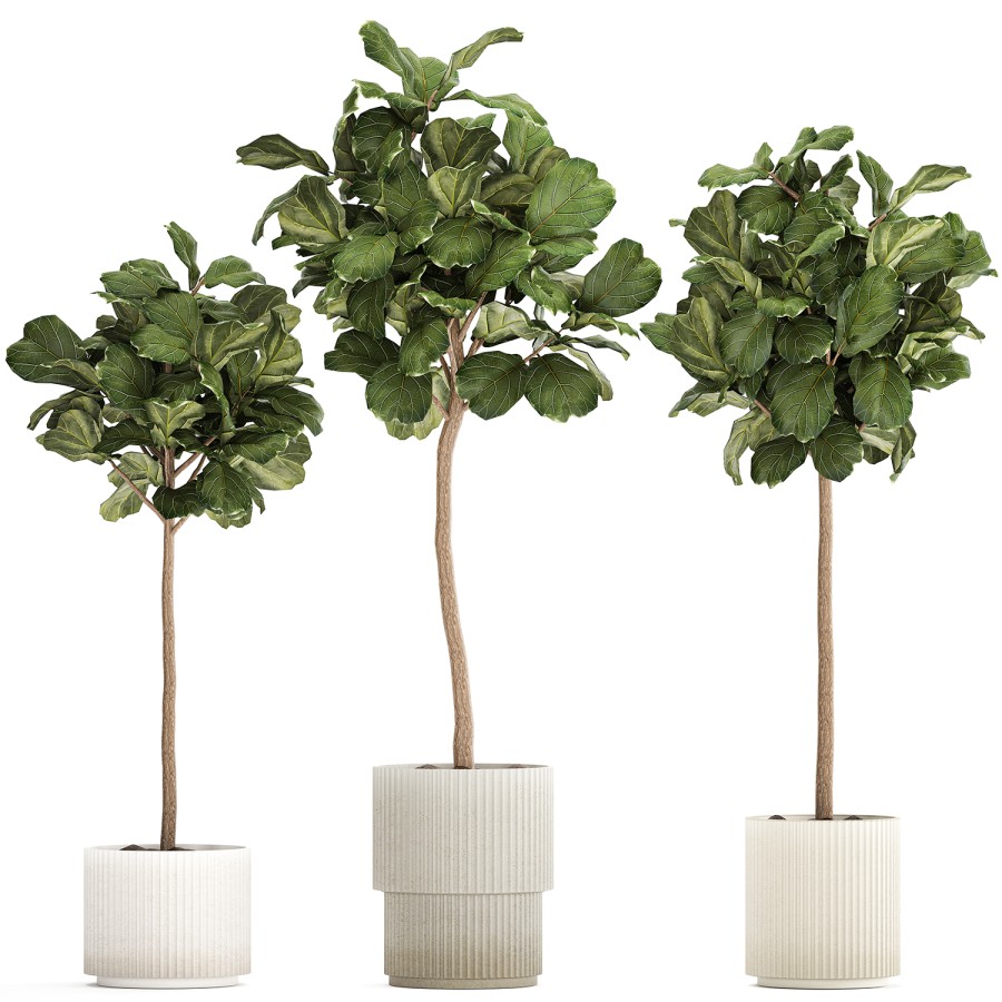Beautiful Ficus Lyrata Trees In Flowerpots - 3D Model for VRay