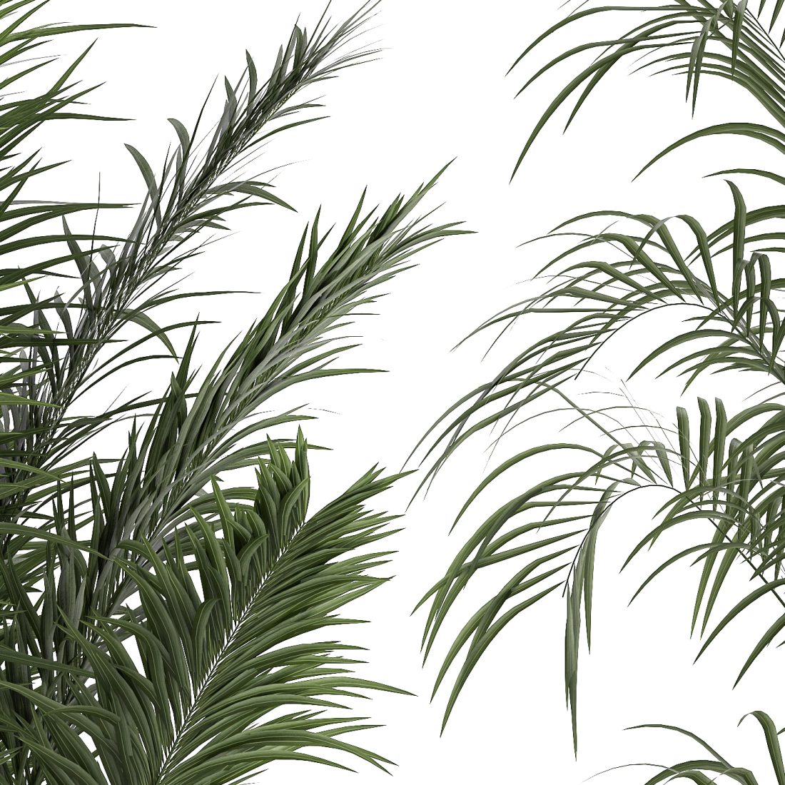 Beautiful Howea Forsteriana Palm Trees In Pots - 3D Model for VRay