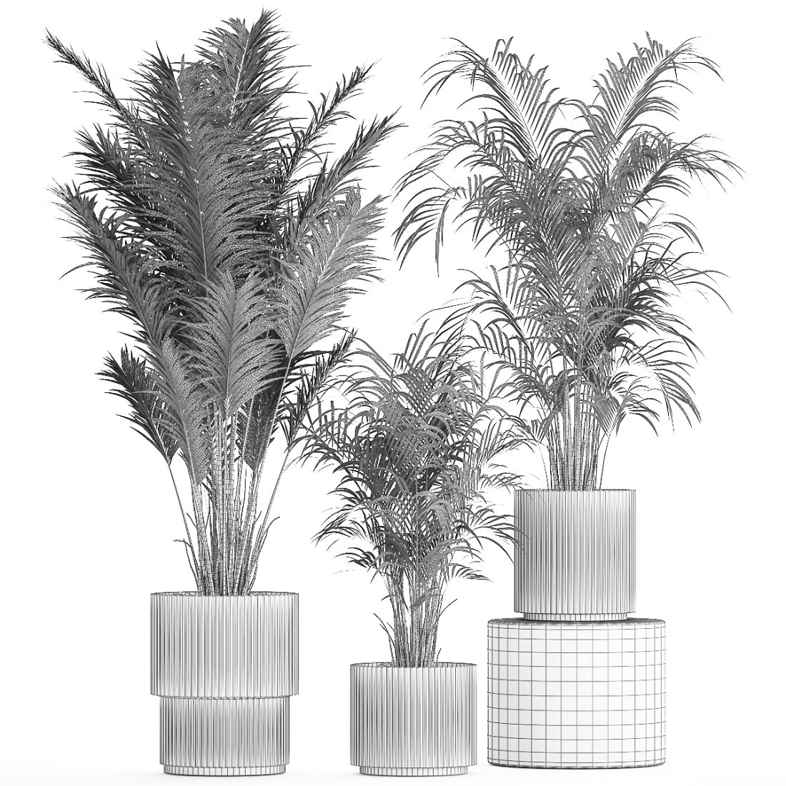 Beautiful Howea Forsteriana Palm Trees In Pots - 3D Model for VRay